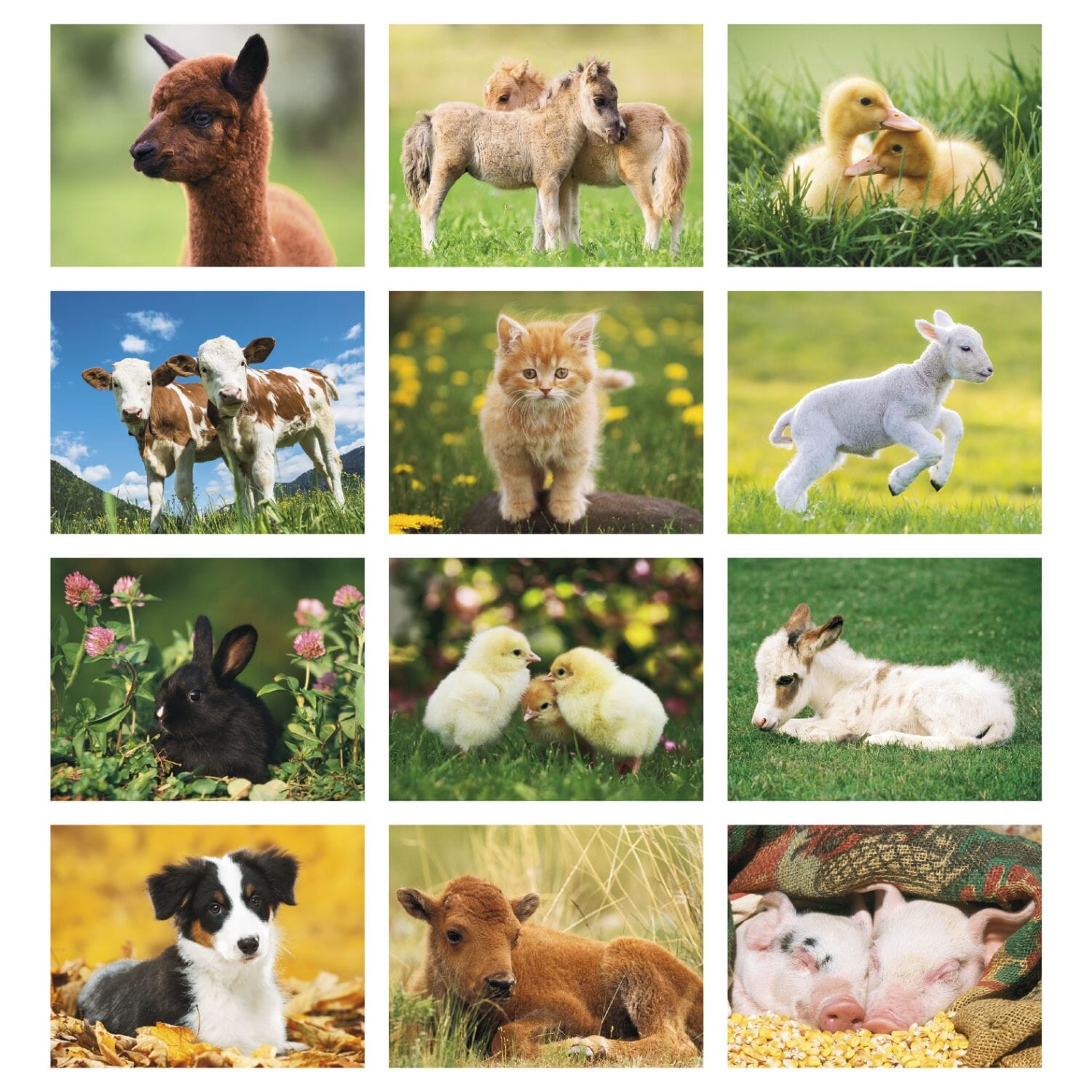 2025 Baby Farm Animals - Stapled Calendar - Promotional Giveaway ...